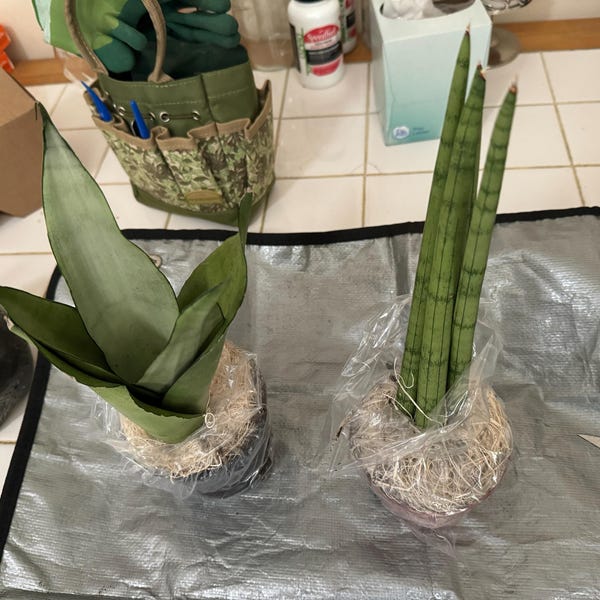 Fiddle Leaf Fig Tree Enamel Pin | Plant-inspired, Patches, Plant Lover ...