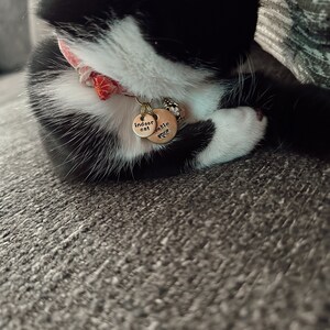 Cat Tag, Cat ID Tag, Small Pet Tag, Cat Name Tag, Microchipped Tag ...