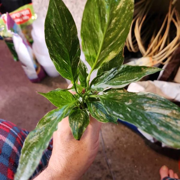 Chester Fern Starter Plant (ALL STARTER PLANTS Require You to Purchase ...
