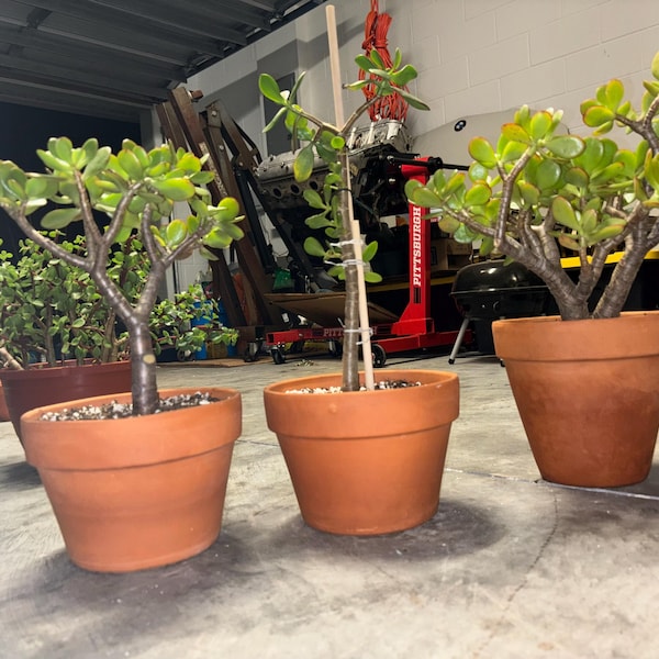 Large Gollum Jade Tree - Crassula Ovata Gollum - Shipped Bare Root Live ...
