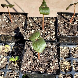 Jewels of Opar ''limon'', Limon Talinum talinum Paniculatum Lime Green ...