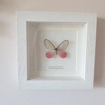 The Blushing Phantom Butterfly Frame Butterfly Taxidermy - Etsy UK