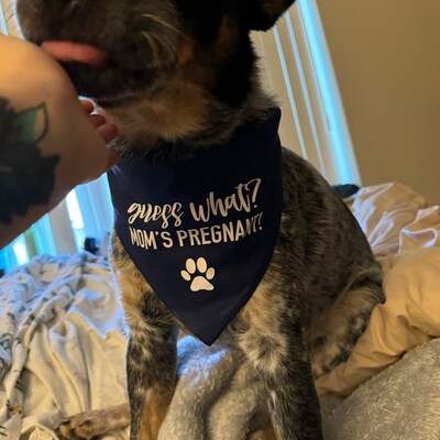 Ball-less & Flawless Dog Bandana, Funny Dog Bandana, Neuter Bandana ...