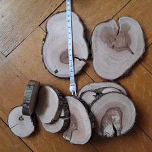 1 Extra Large Solid Elm Wood Slice 21 Inch Elm Slices Elm Elm Circles ...