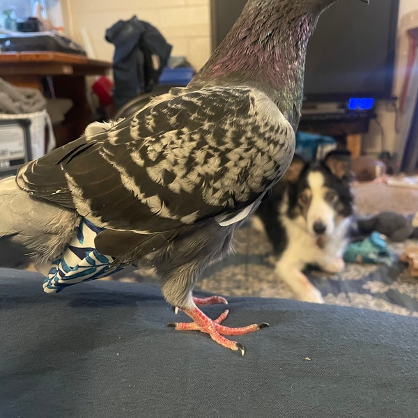 Cute Small Bird Nest Cosy. Pet Birds Love These Colorful Hide Houses ...