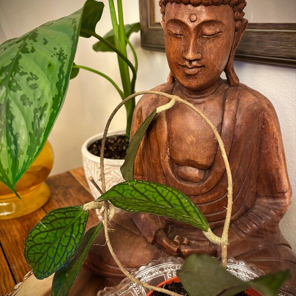 Hoya Mini Papua Rare Unique Leaves Beautiful Flowers Fast Shipping - Etsy