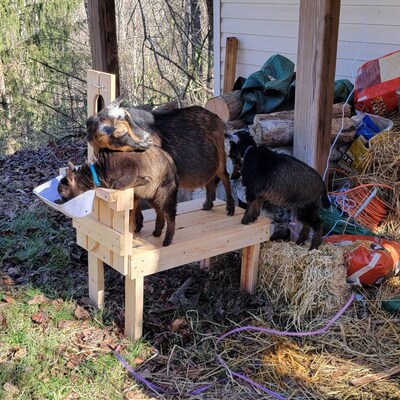Goat Milk Stand for Pygmy and Dwarf Goats, Quality Eco Friendly Durable - Etsy
