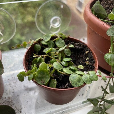 Peperomia Piccolo Banda Plant Peacock Peperomia 2.5 Inches - Etsy