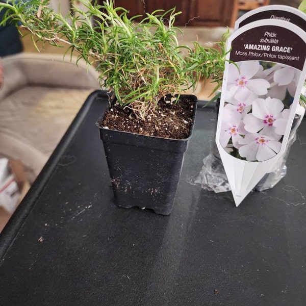 Cherry Sparkler Fountain Grass Plug Starter Plant - Etsy