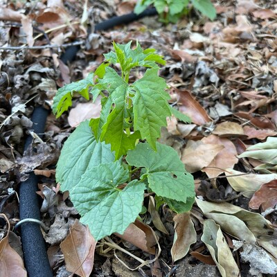 Malabar Spinach, Green, Alugbati, Vietnamese Spinach, Pui, Poi Saag ...