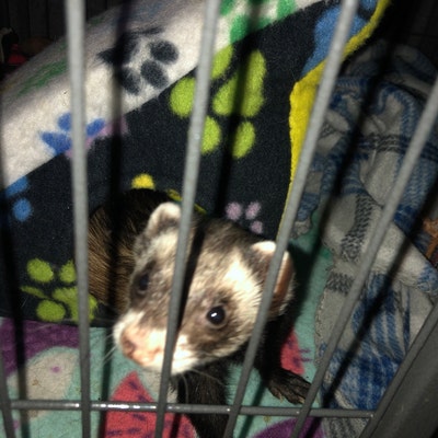 Small Animal Cage Ramp Cover Tent, Critter & Ferret Nation, Feisty ...