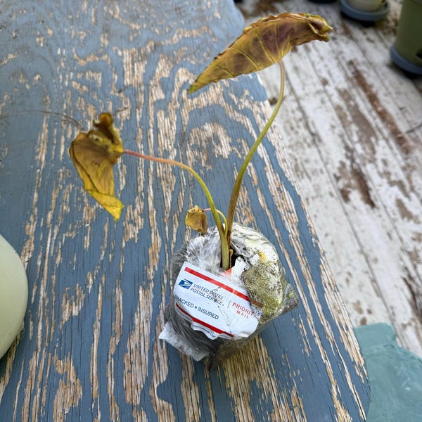 100 Red Velvet Bee Balm Seeds Perennial Flower Attracts Pollinators ...