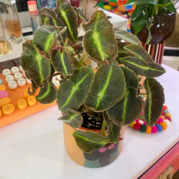 Striped Begonia | Begonia Listada | Rare Begonia | 4in Pot - Etsy