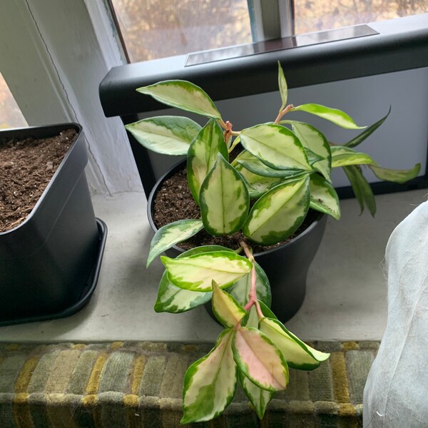 Hoya Carnosa Crimson Princess - Rare Hoya - Indoor Plant - Available in ...