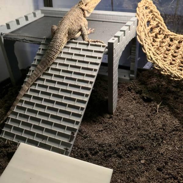 Bearded Dragon Sahara Bundle | Lounge Chair, Picnic Table Greens Dish ...