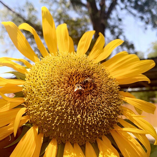 20 American Giant Sunflower Seeds - Etsy