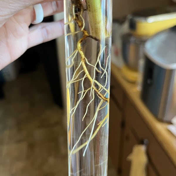 Market Botany Prop Drops - Liquid Propagation Supplement, Root Growth ...