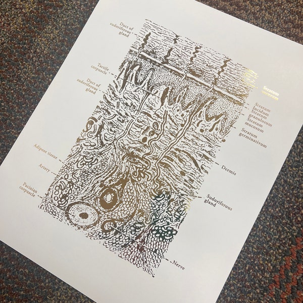 Skin Care Anatomy Art Foil Print Set of 6 - Esthetician Decor - Anatomy ...