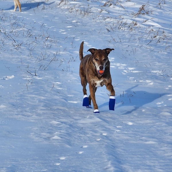 Finish Top Dog Booties (set of 4) Sled Dog Snow Boots Iditarod Boots ...