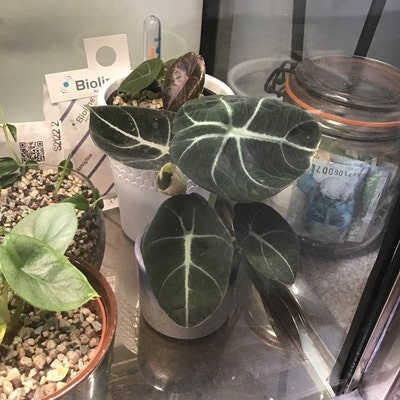 Sansevieria Cylindrica Rocket Snake Plant 6cm - Etsy UK