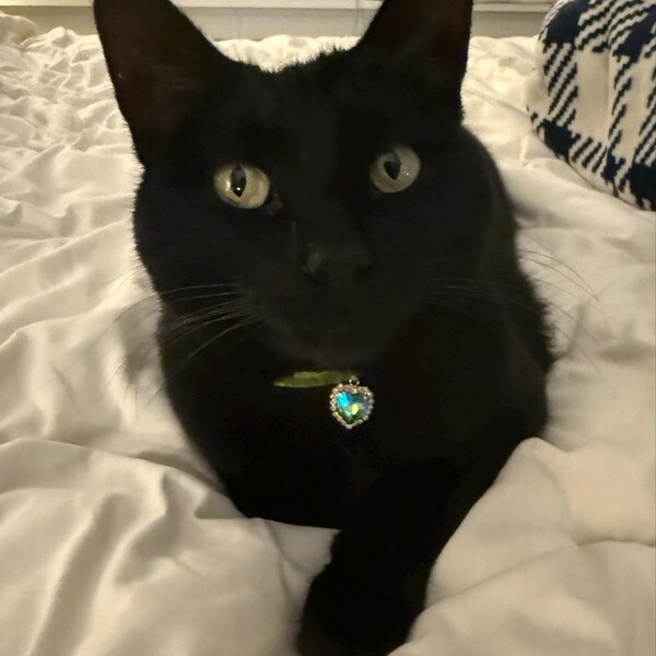 Light Green Embroidered Breakaway Cat Collar, Small Dog Collar, Kitten ...