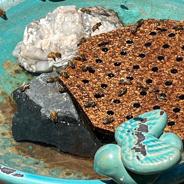 Monarch Butterfly Raising Kit- Butterfly Raising Kit, Milkweed Floral ...