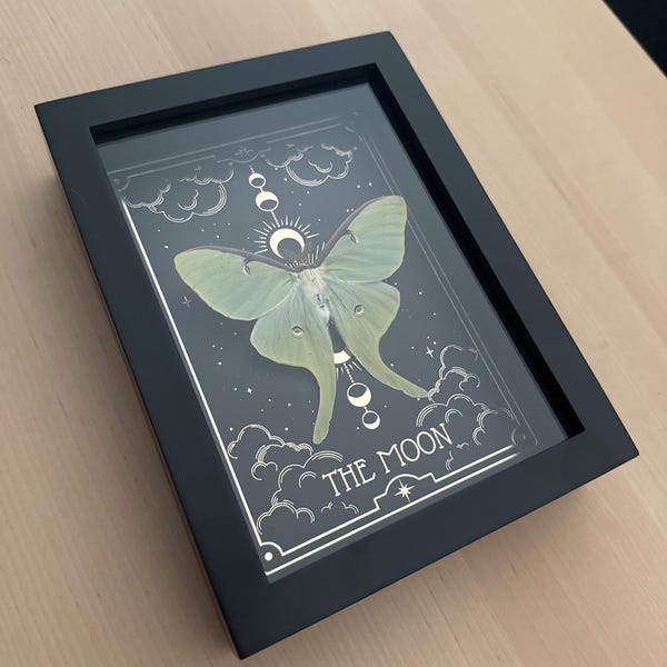 Real Framed Ghost Cicada Ayutha Spectabilis Shadow Box Frame Insect ...