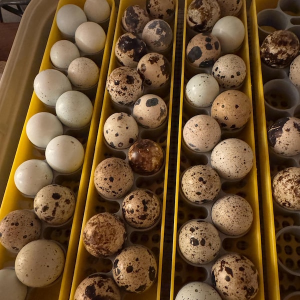 Mini Crates With Flexible Quail Egg Trays | Modern Fresh Egg Storage ...