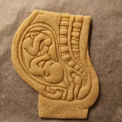 Pregnant Womb With Fetus Cookie Cutter Anatomy Physiology Medicine ...