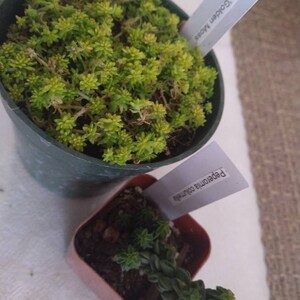 Senecio Radicans'string of Fish Hooks' Rare Succulent Plant - Etsy