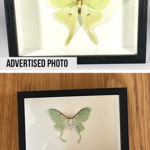 Framed Black Mimathyma Chevana Butterfly Home Decor China - Etsy