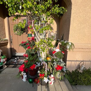 Freshly Harvested Cedar Boughs - Etsy