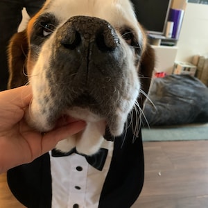 Big Dog Slobber Drool/slobber Bibs 2 Designs - Etsy