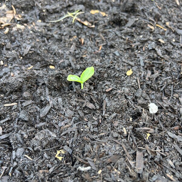 Barberry Bush Seeds: Berberis Vulgaris, Edible Berries - 20 Seeds - Etsy