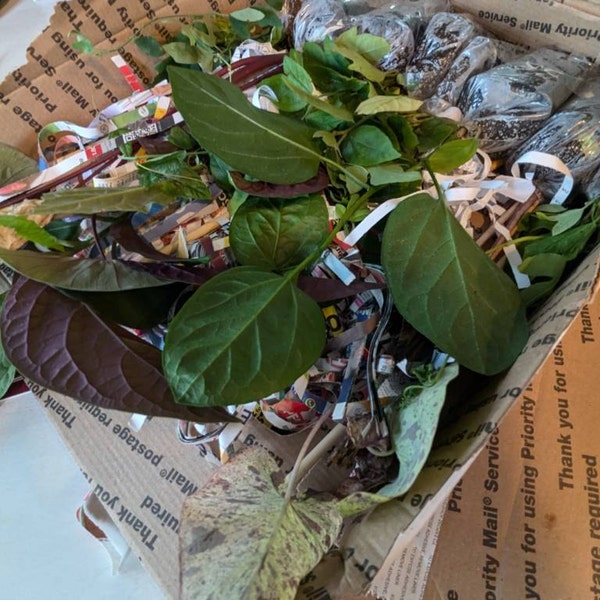 Shooting Star Tree AKA Starburst Tree ~~ Clerodendrum Quadriloculare ...