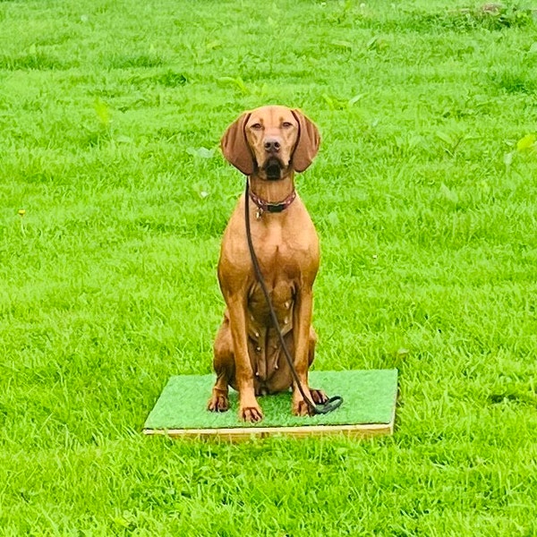 Handcrafted Dog Training Place Board: Gundogs, Puppies, Agility ...