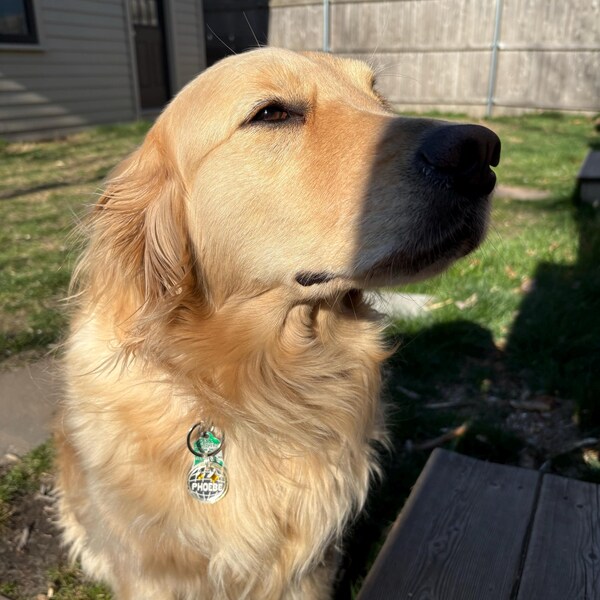 Custom Pet Tag for Dogs and Cats | Personalized Scambled Eggs Pet ID ...