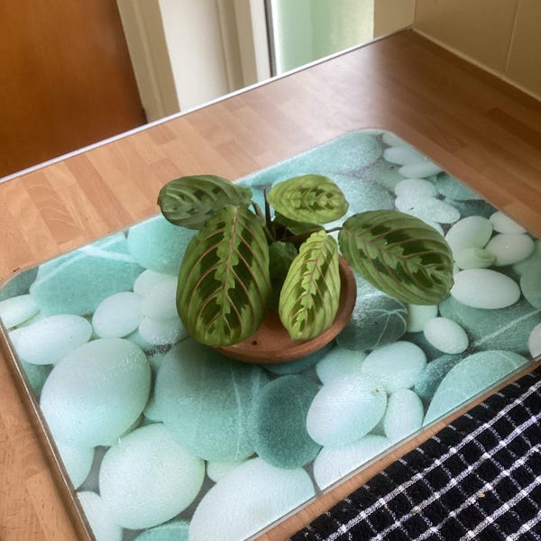 Ruby Wedding Rose 40th Wedding Anniversary Gift Help Celebrate a ...