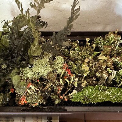Moss Sheet Moss Feather Moss Terrariums Fairy Gardens - Etsy
