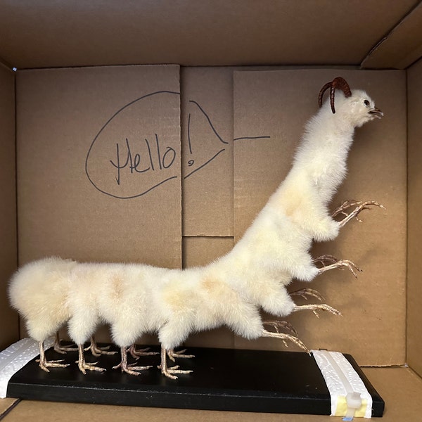 Made to Order. Sixteen Legged Centipede Chicken Taxidermy Curiosity by ...