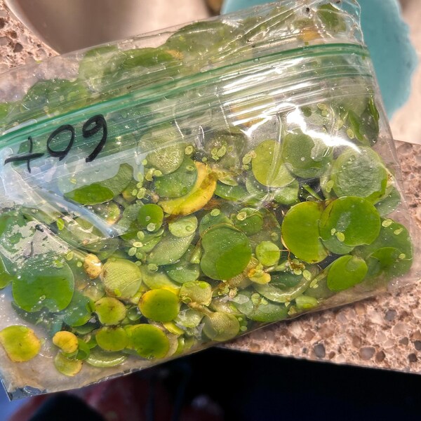 Laurelin and Telperion Two Trees of Valinor, Tolkien Art of Yavanna's ...