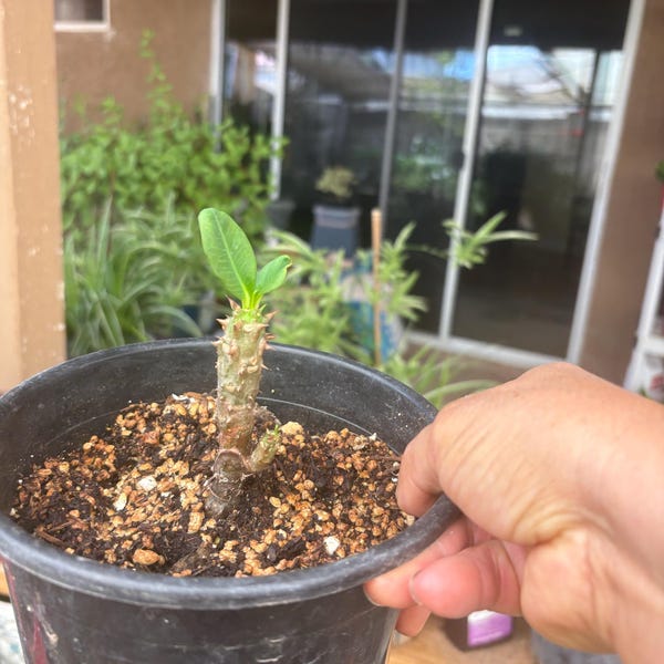 Athens Blue Princess Glory Bush Plant~~tibouchina Urvilleana~small ...