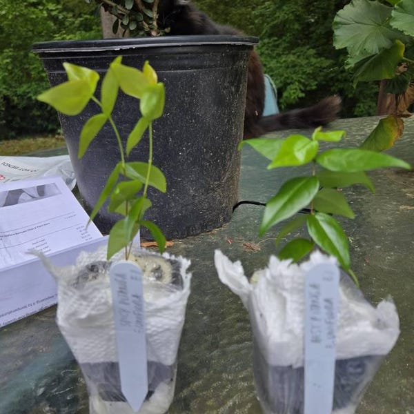 Maprang Bouea Macrophylla Marian Plum Gandaria Potted Fruit Tree Plant ...