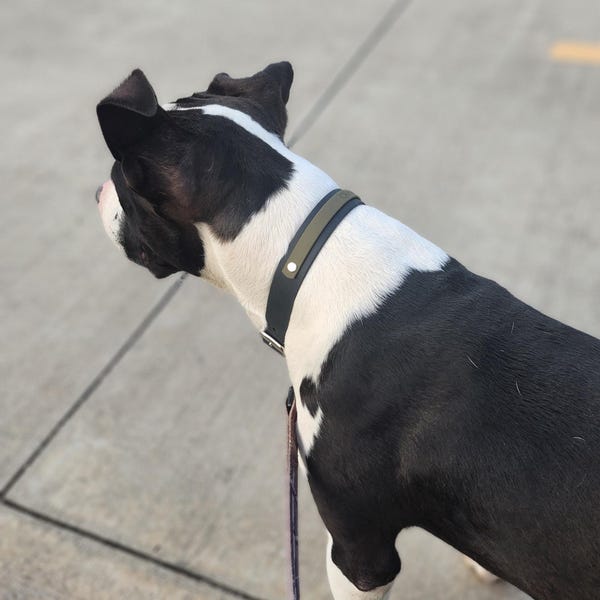 Khaki Waterproof Dog Collar | Personalised Biothane | Custom Print ...