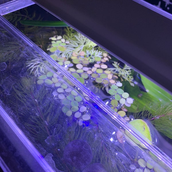 Salvinia Minima | Water Spangles (20+) Live Floating Aquarium Plants ...