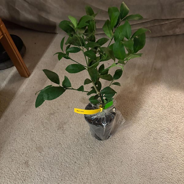 Peperomia Piper Parmatum Live Plant | Peperomia Plant Starters | Pet ...