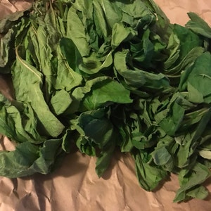 Green SEEDS african Spinach Efo Tete Callaloo Amaranthus - Etsy