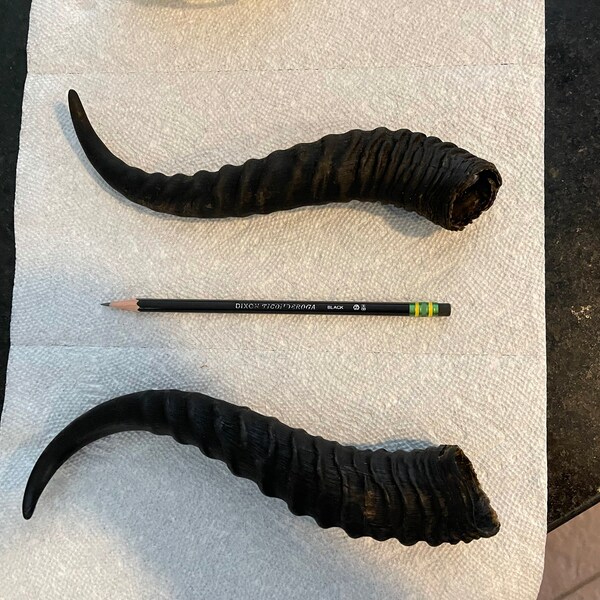 Real Springbok Horns - Large Horns From Springbok Skull - Etsy