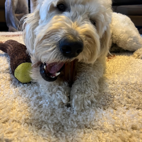 Super Dog Chew Bone Marrow Beef Gelatin Chews - Etsy