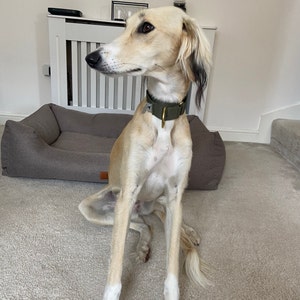 Emerald 'atacama' Whippet Greyhound Italian Lurcher Sighthound ...